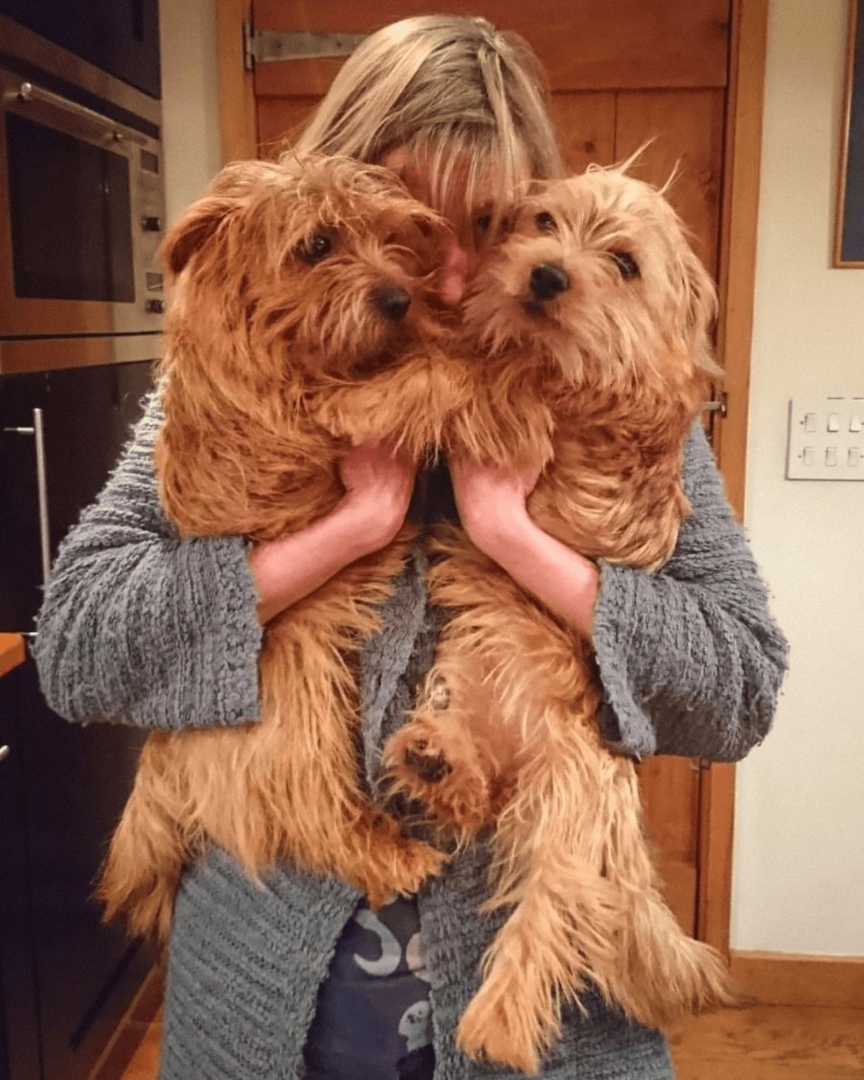 Help Find Margie and Ruby: Stolen Norfolk Terriers – FreshFleeces